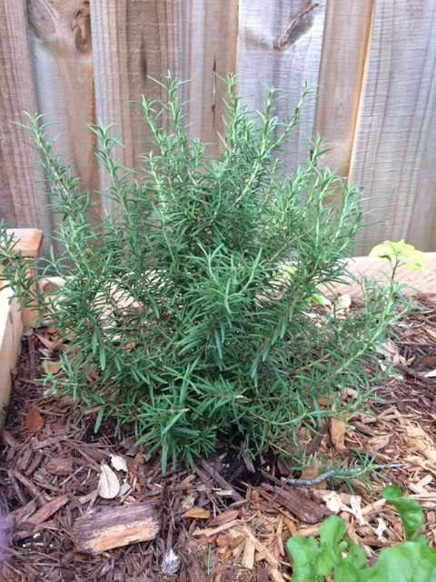 Five Essential Culinary Herbs for the Witches Garden