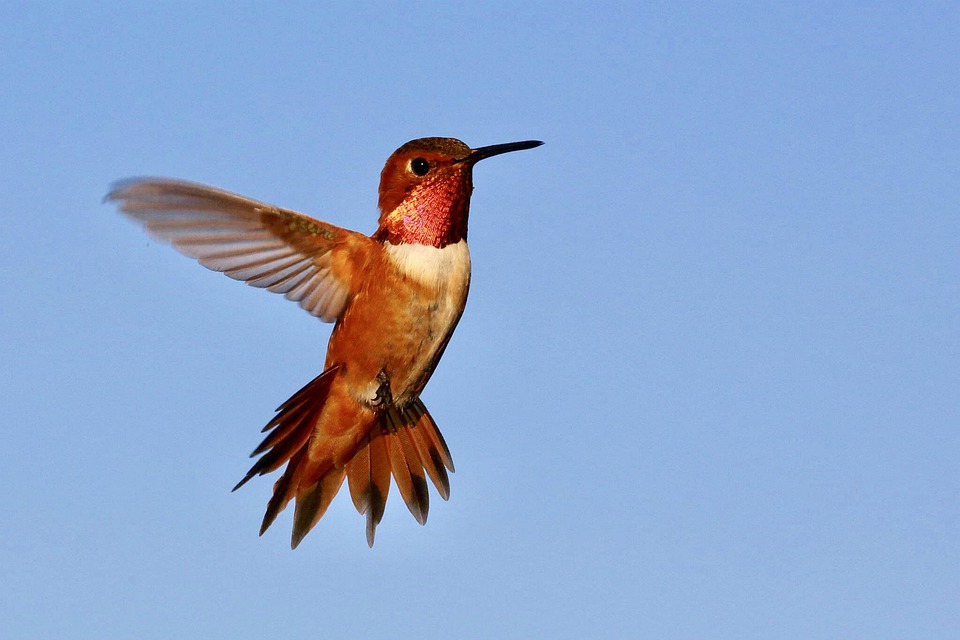 Hummingbird Spirit Guide, Symbolism and Folklore
