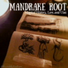 Magical Mandrake Root History, Folklore and Uses