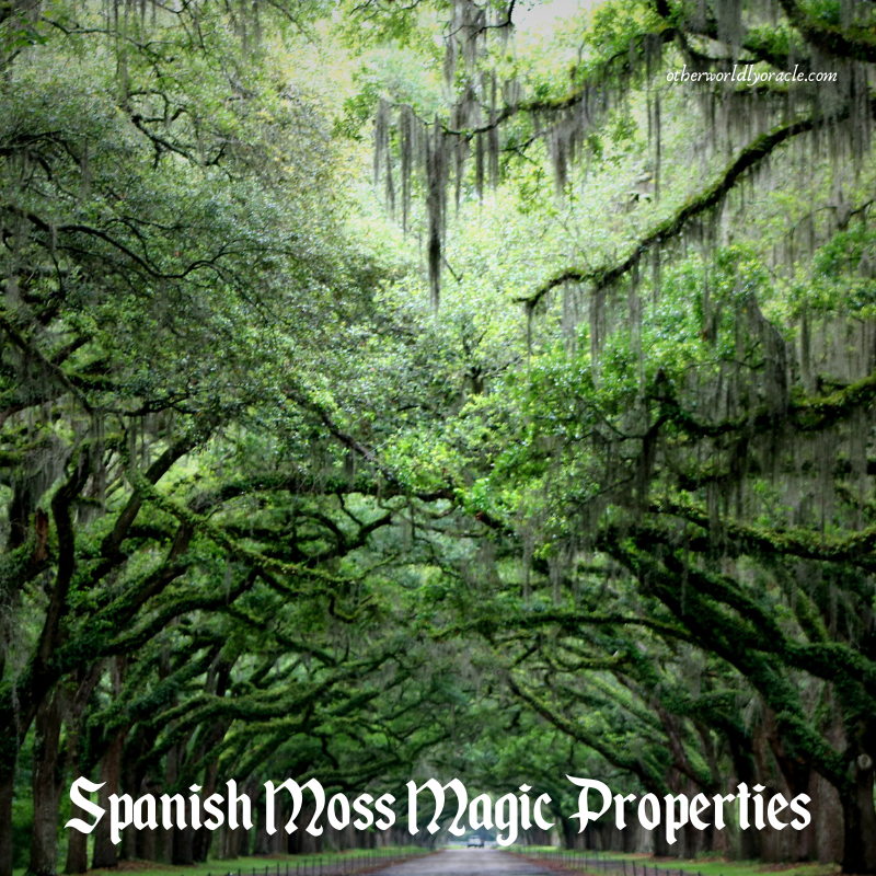 Spanish Moss Magic Properties, Lore and Witchy Uses