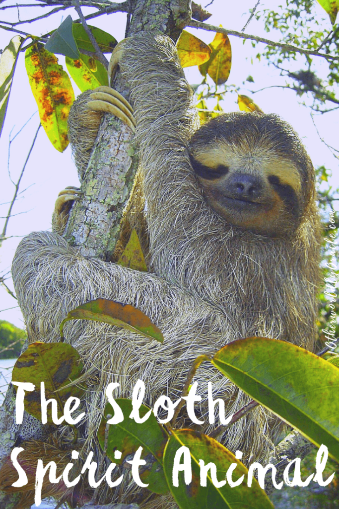 Sloth Spirit Animal: Sloth's Symbolism, Folklore and Messages