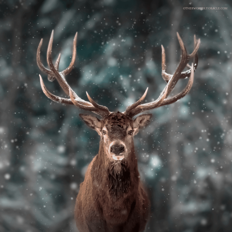 Winter Animals: Meet 20+ Merry, Magical Christmas Creatures