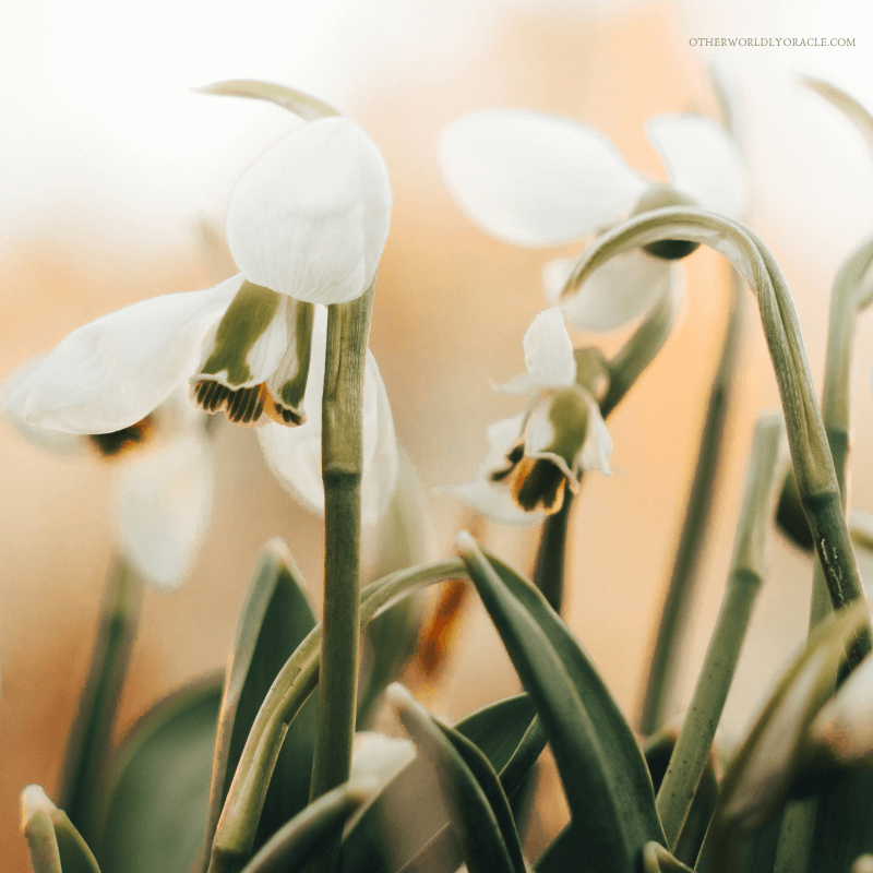 Imbolc Symbols, Simple Decor, and Unique Brigid's Day Altar Ideas